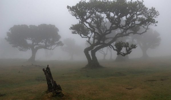 The Twisted Tree of Mitigation